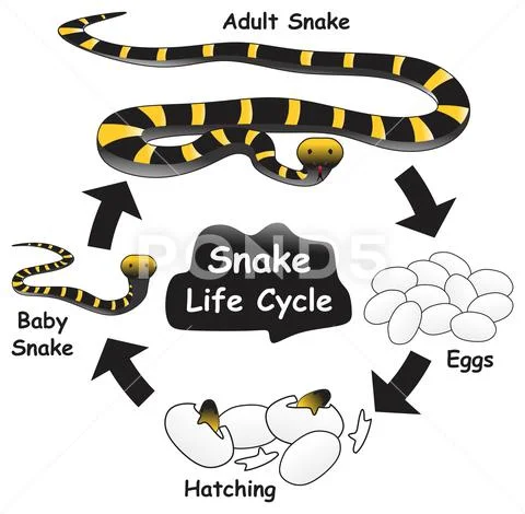 Snake Life Cycle Infographic Diagram for biology science education ...