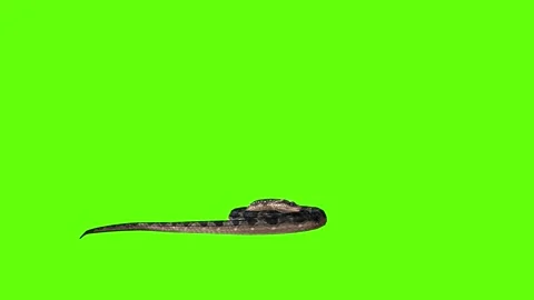 Snake Bite Animation Stock Videos – Royalty-Free HD & 4K Videos
