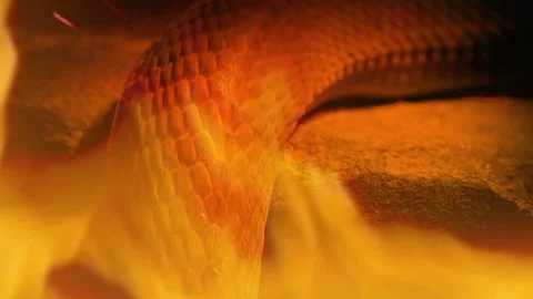 Snake Moving With Fire Burning In Foregr... | Stock Video | Pond5