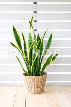 Snake plant, Dracaena trifasciata, Devil Tongue (Sansevieria ...