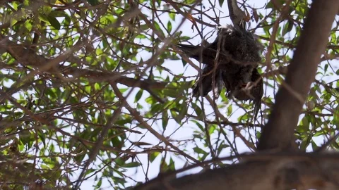 Snake Bird Stock Video Footage | Royalty Free Snake Bird Videos | Pond5