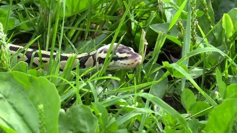 Python Head Stock Footage ~ Royalty Free Stock Videos | Pond5