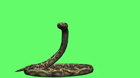 Snake - python Green Screen | Stock Video | Pond5