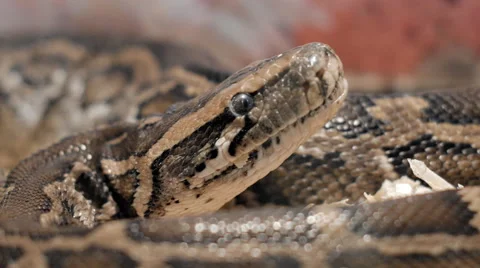 Python Head Stock Footage ~ Royalty Free Stock Videos | Pond5