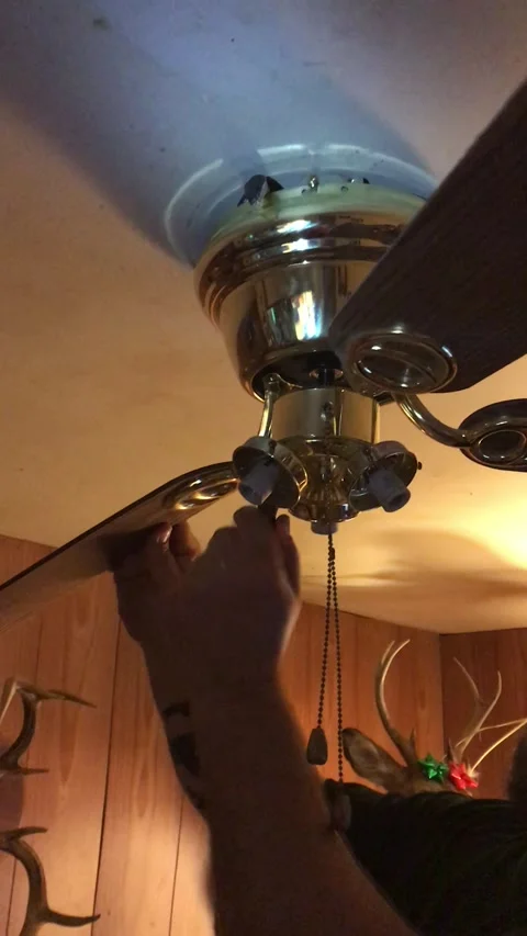Snake Retrieved From Ceiling Fan, Deal I... | Stock Video | Pond5
