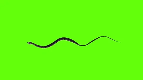 Snake run green screen animation 3D rend... | Stock Video | Pond5