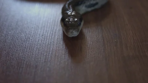Snake with shadow effect | Stock Video | Pond5