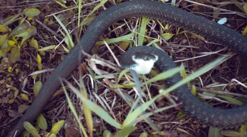 Snake Attack Stock Footage ~ Royalty Free Stock Videos | Pond5