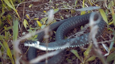 Snake Attack Stock Footage ~ Royalty Free Stock Videos | Pond5