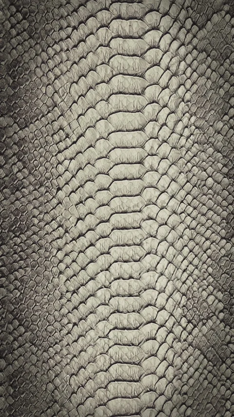snake skin texture close up background V... | Stock Video | Pond5
