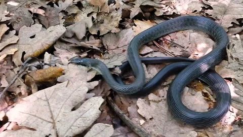 Snake Sounds Stock Footage ~ Royalty Free Stock Videos | Pond5