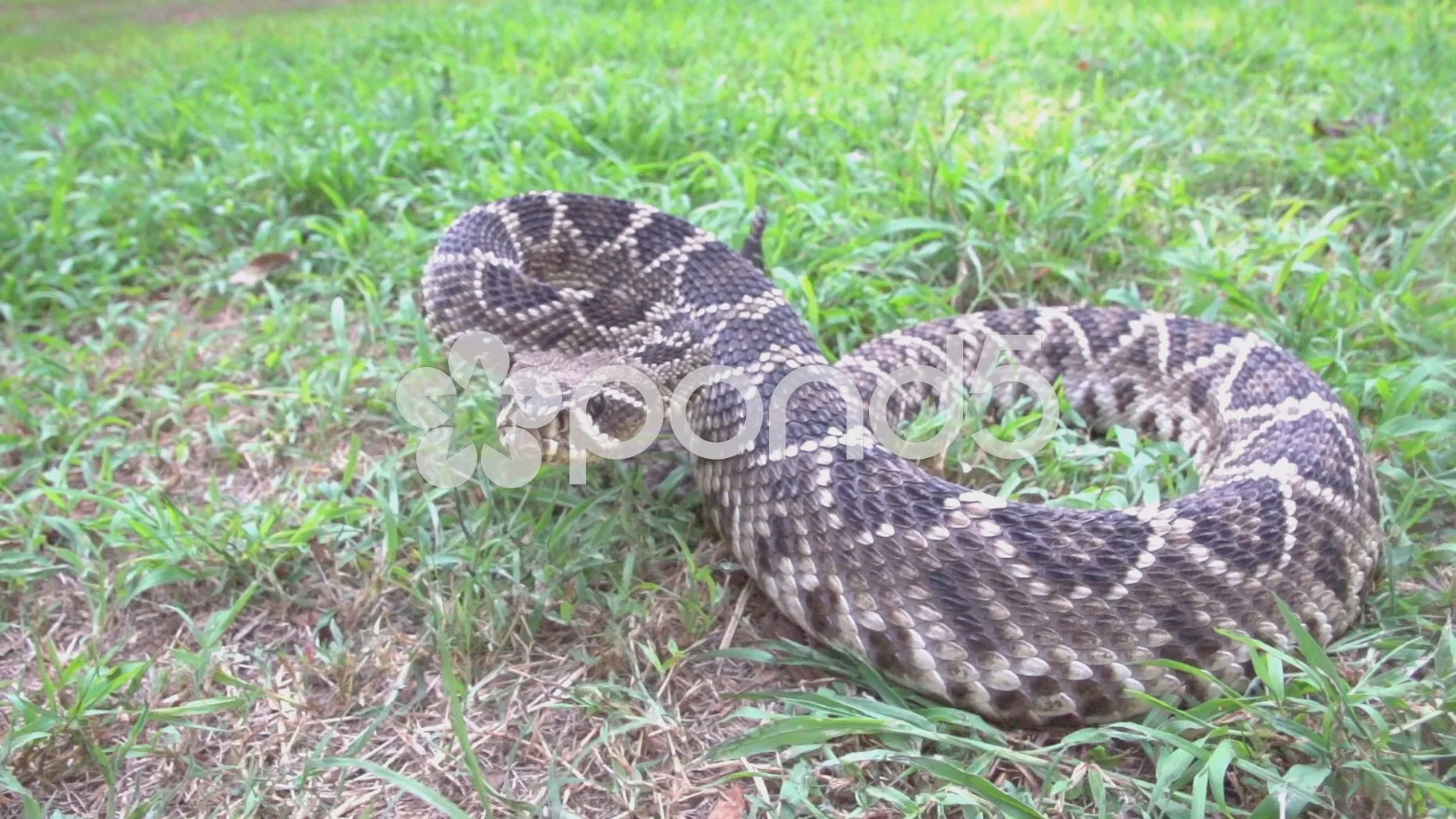 Snake Strike Slow Motion