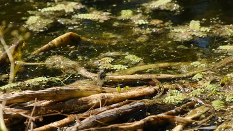 Snake in Swamp Thickets and Water Algae,... | Stock Video | Pond5
