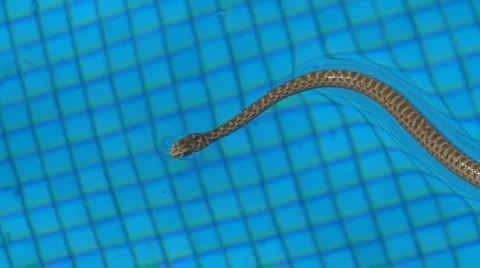 Snake In Pool Stock Footage ~ Royalty Free Stock Videos | Pond5