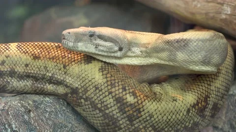 Snakes Twisted Stock Videos – Royalty-Free HD & 4K Videos