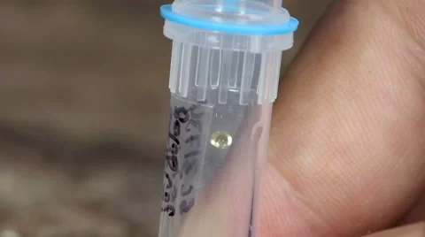 Snake Venom Stock Footage ~ Royalty Free Stock Videos | Pond5