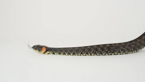 Snake Eyes Background Stock Videos – Royalty-Free HD & 4K Videos