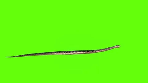 Snake walk green screen animation 3D ren... | Stock Video | Pond5