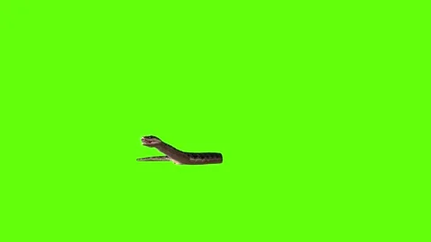 Snake walk green screen animation 3D ren... | Stock Video | Pond5