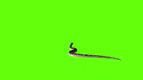 Snake walk green screen animation 3D ren... | Stock Video | Pond5