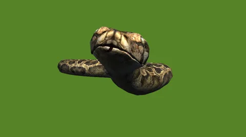 Non Poisonous Stock Footage ~ Royalty Free Stock Videos | Pond5