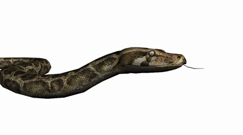 Non Poisonous Stock Footage ~ Royalty Free Stock Videos | Pond5