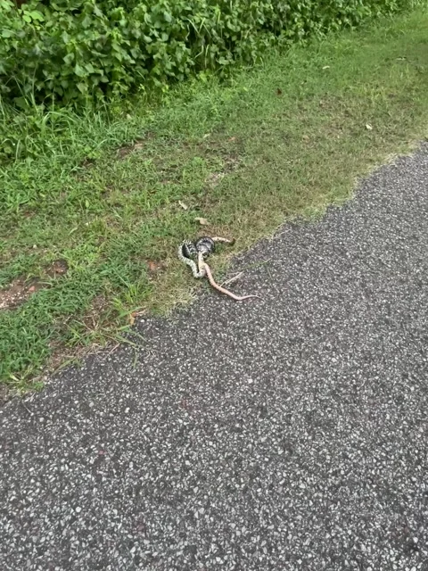 Constrict Stock Video Footage | Royalty Free Constrict Videos | Pond5