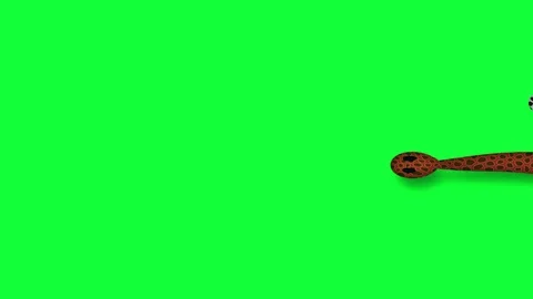 snakes crawling against a green screen-a... | Stock Video | Pond5