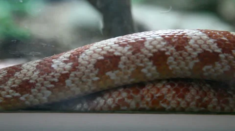 $snakes mating_close up | Stock Video | Pond5