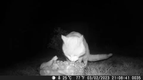 Sneaky Fox Grabs a Bite of Cat's Food, u... | Stock Video | Pond5