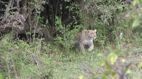 Leopard Stock Video Footage | Royalty Free Leopard Videos | Pond5