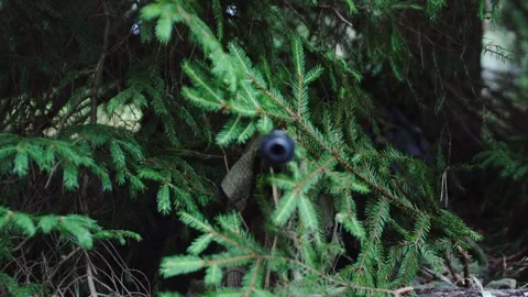 Sniper Hidden Behind Spruce Branches Aim... | Stock Video | Pond5