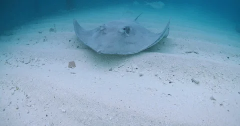 Sting Ray Stock Video Footage | Royalty Free Sting Ray Videos | Pond5