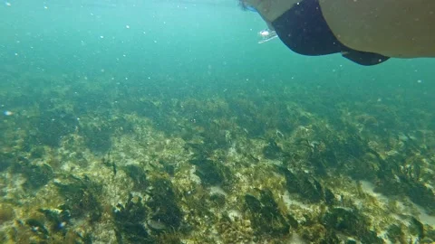 Snorkeller exploring the reefs around Ro... | Stock Video | Pond5