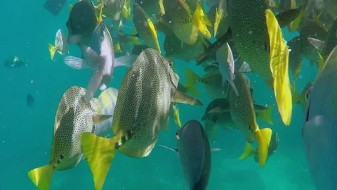 Snorkelling In Baja Stock Videos – Royalty-Free HD & 4K Videos