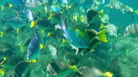 Snorkelling In Baja Stock Videos – Royalty-Free HD & 4K Videos