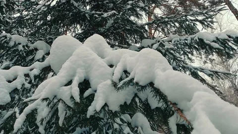 snow-covered taiga forest with beautiful... | Stock Video | Pond5
