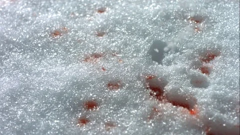 Blood Snow Stock Video Footage | Royalty Free Blood Snow Videos | Pond5