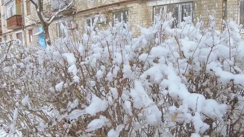 Snow falling on bushes | Stock Video | Pond5