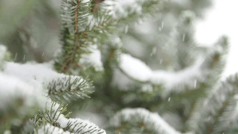 Pinecone Falling Stock Footage ~ Royalty Free Stock Videos | Pond5