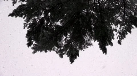 Japanese Cedar Stock Videos – Royalty-Free HD & 4K Videos