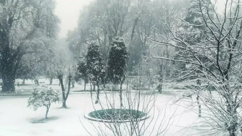 Snow Trees Videos Stock Videos – Royalty-Free HD & 4K Videos