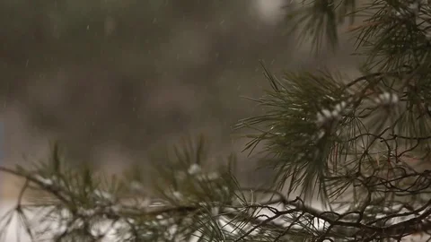 Snow Flakes Falling Slow Motion Stock Video Footage | Royalty Free Snow ...