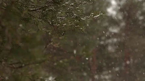 Snow Flakes Falling Slow Motion Stock Video Footage | Royalty Free Snow ...