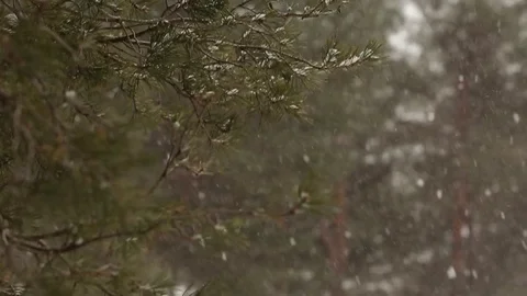 Snow Flakes Falling Slow Motion Stock Video Footage | Royalty Free Snow ...