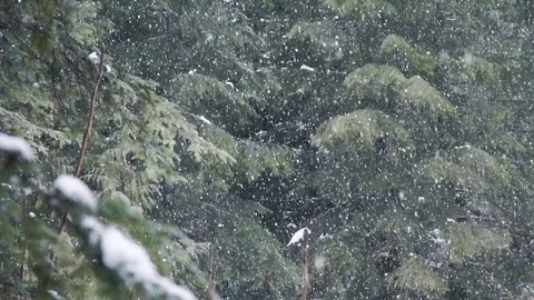 Snow falling slowly in the forests of Wa... | Stock Video | Pond5
