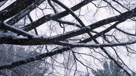 Snow falling on tree branches during a s... | Stock Video | Pond5