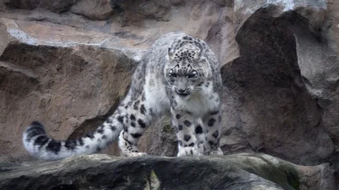 Close Up Snow Stock Videos – Royalty-Free HD & 4K Videos | Pond5