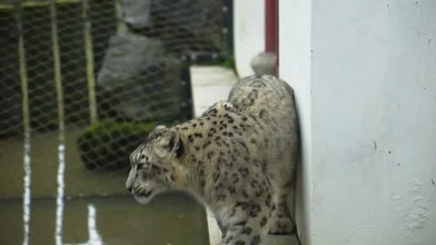 Snow Leopards Jumping Stock Videos – Royalty-Free HD & 4K Videos