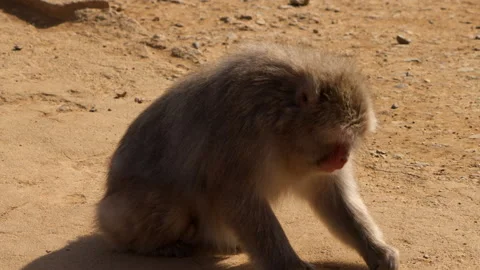 Snow monkey (Japanese macaque) picking a... | Stock Video | Pond5